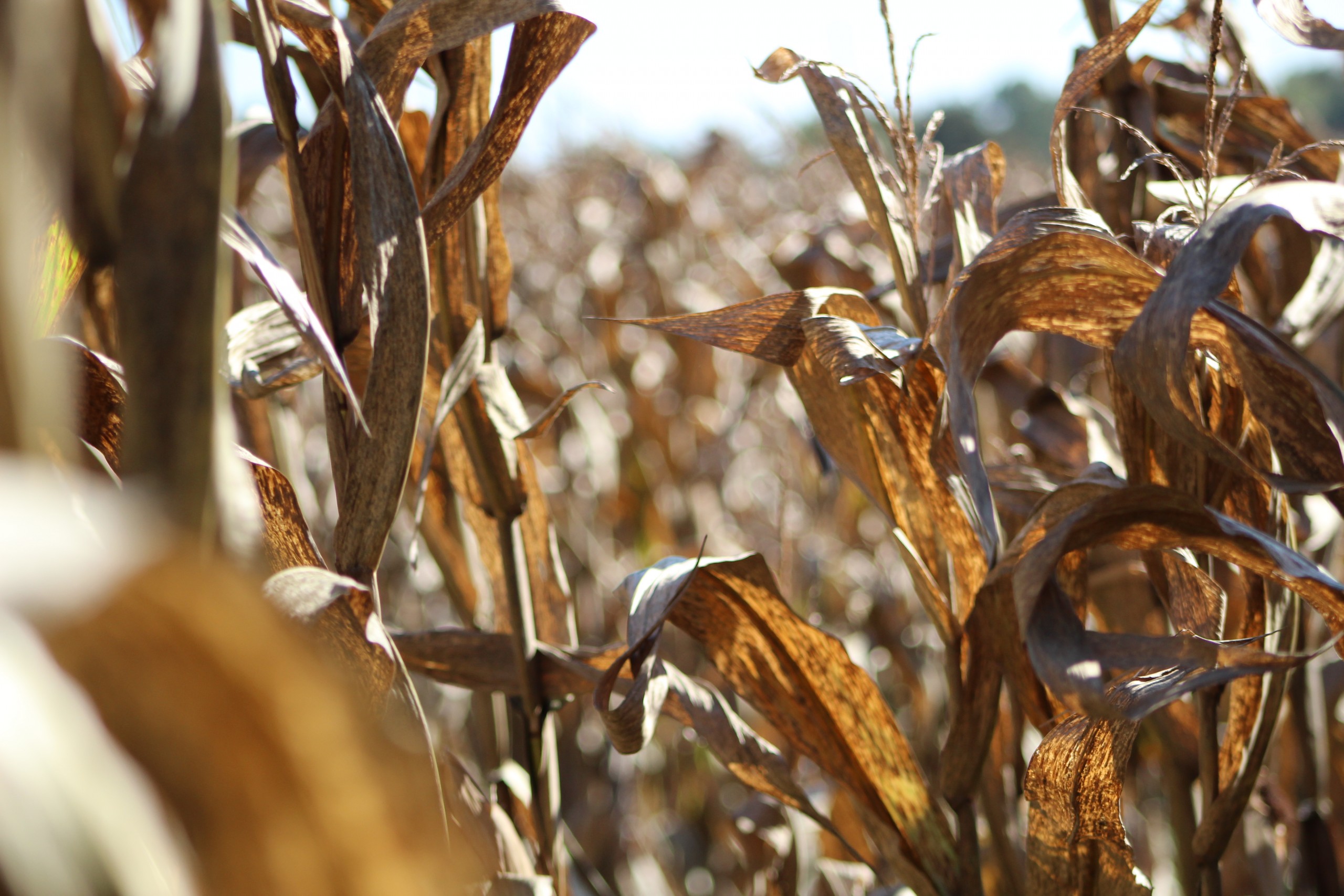 fall3 - Fredericksburg Free Press