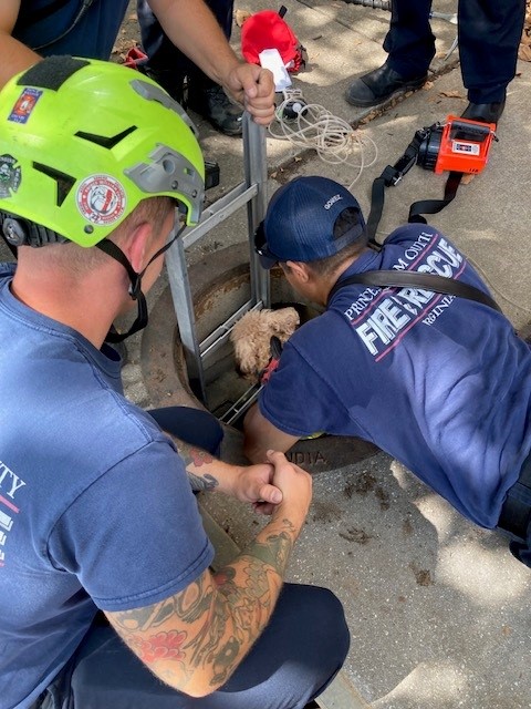 Dog rescued from storm drain in Prince William - Fredericksburg Free Press