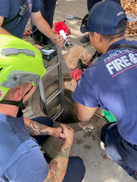 Dog rescued from storm drain in Prince William - Fredericksburg Free Press