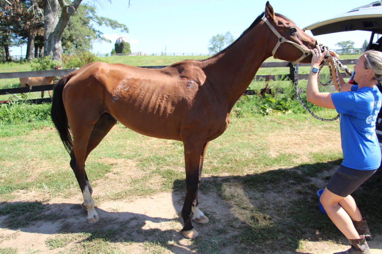 Seizure aimed to provide a stable environment for Stafford County ...