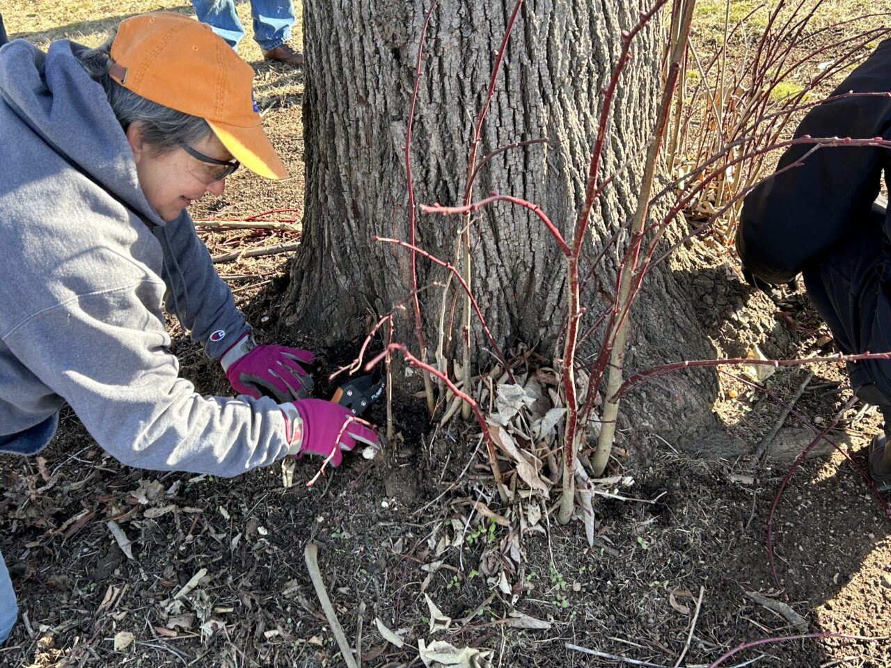 PHOTOS: Rooted in care-Tree Fredericksburg volunteers at work ...