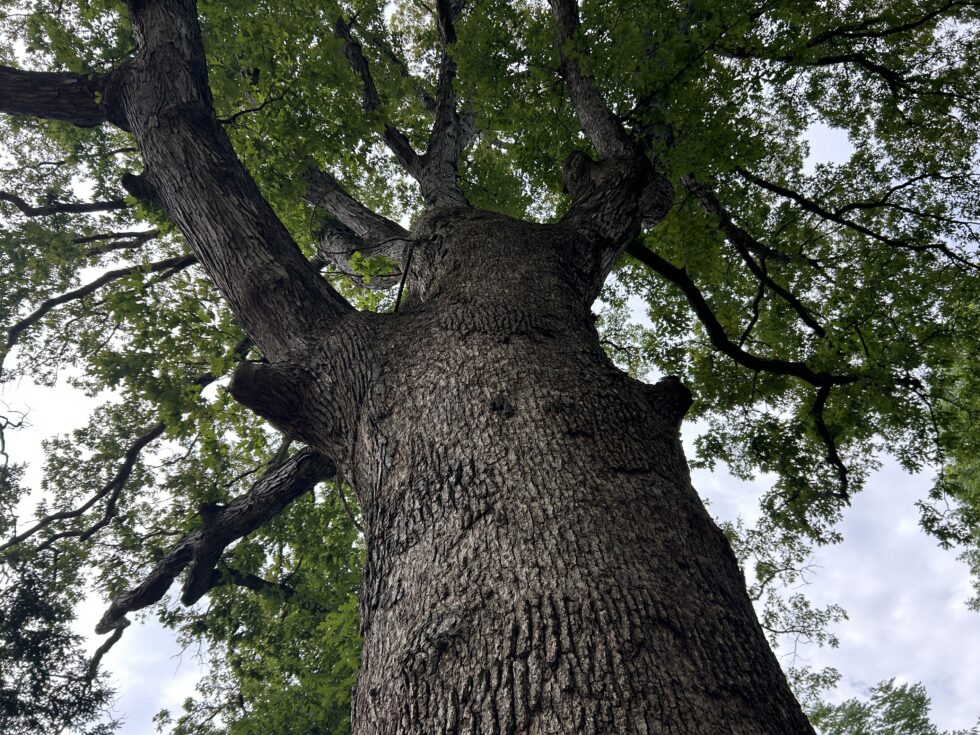 WATCH: Efforts continue to safeguard century-old Eskridge Oak near Mary ...